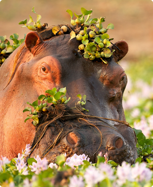Wechiau Community Hippo Sanctuary | The Wilder Institute