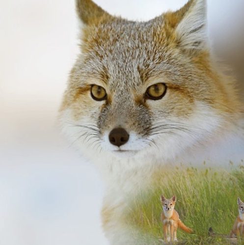 What’s It Going to Take to Make the Planet Wilder? - Wilder Institute