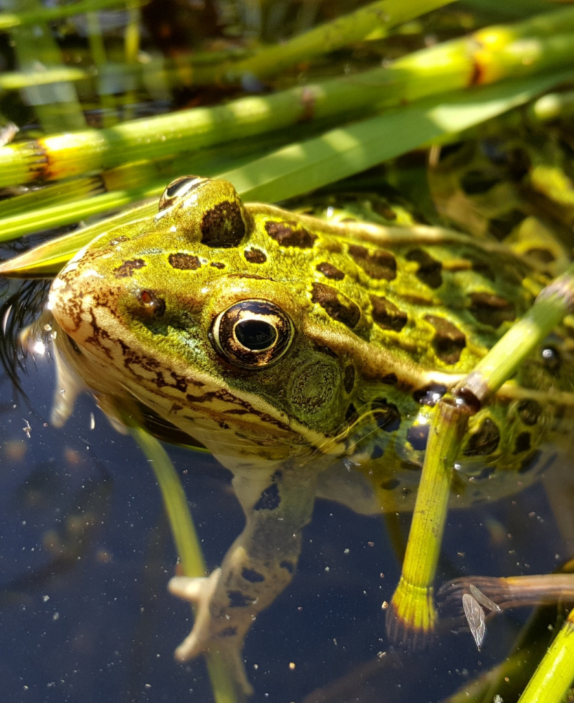 The endangered northern leopard frog just got a big leap towards ...