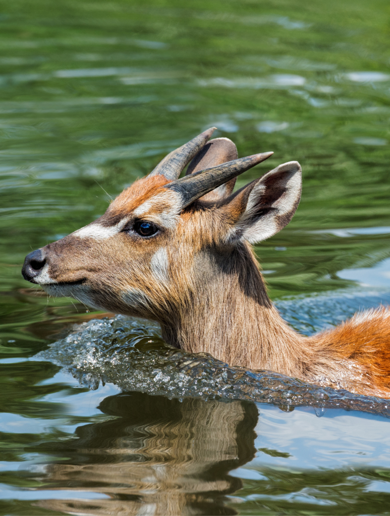 Sitatunga Conservation | The Wilder Institute