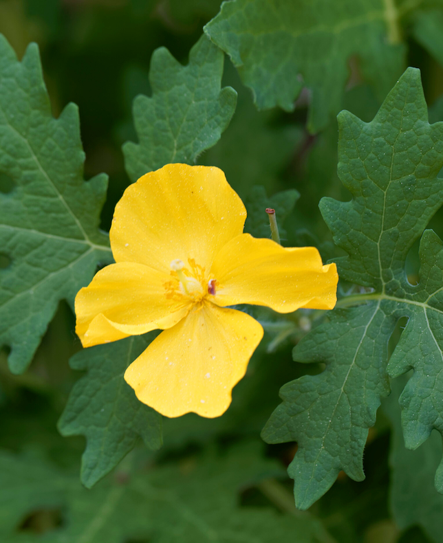 Wood Poppy | The Wilder Institute